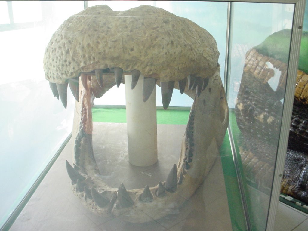 Fóssil de crocodilo gigante pré-histórico - Rádio Oxigénio